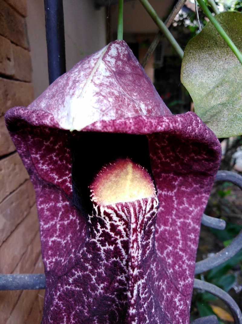 Dutchman’s Pipe - cc de leo